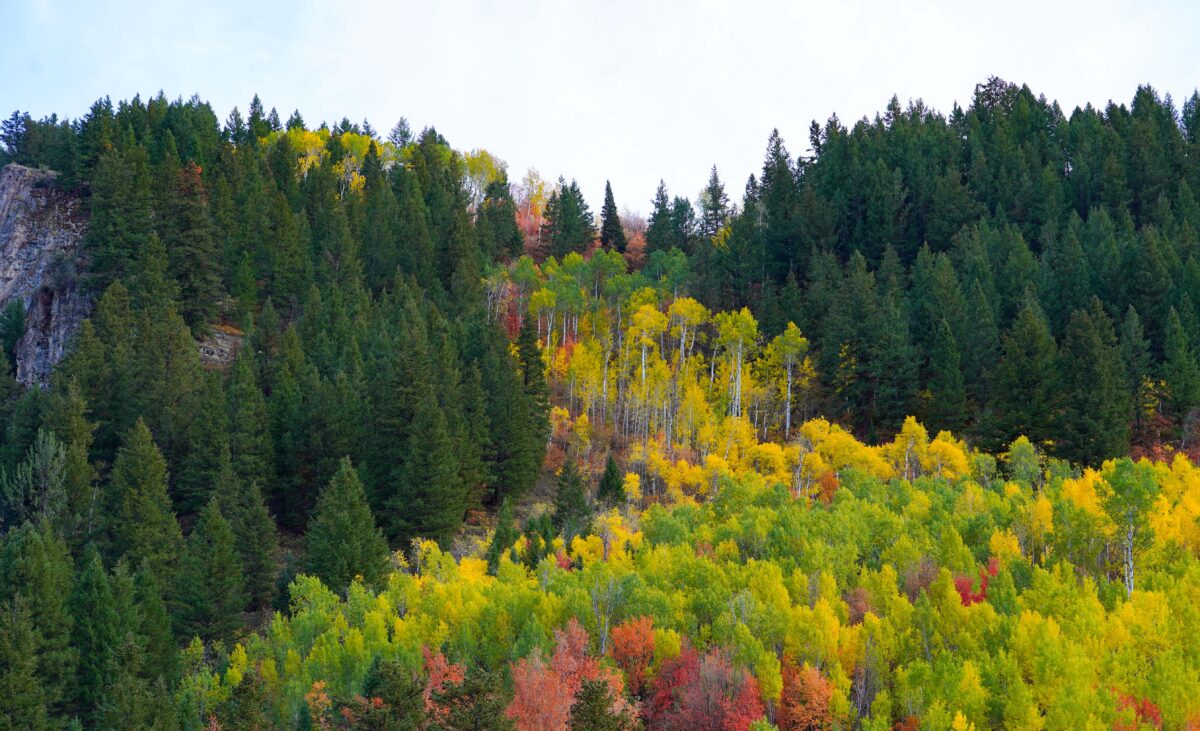 Ask an Expert: What causes autumn leaves to change color? | News ...